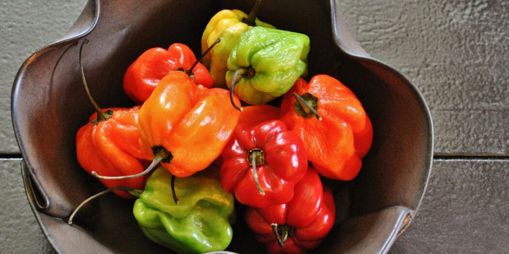 How To Grow Scotch Bonnet Peppers – Seed to Harvest - 2022 Guide ...